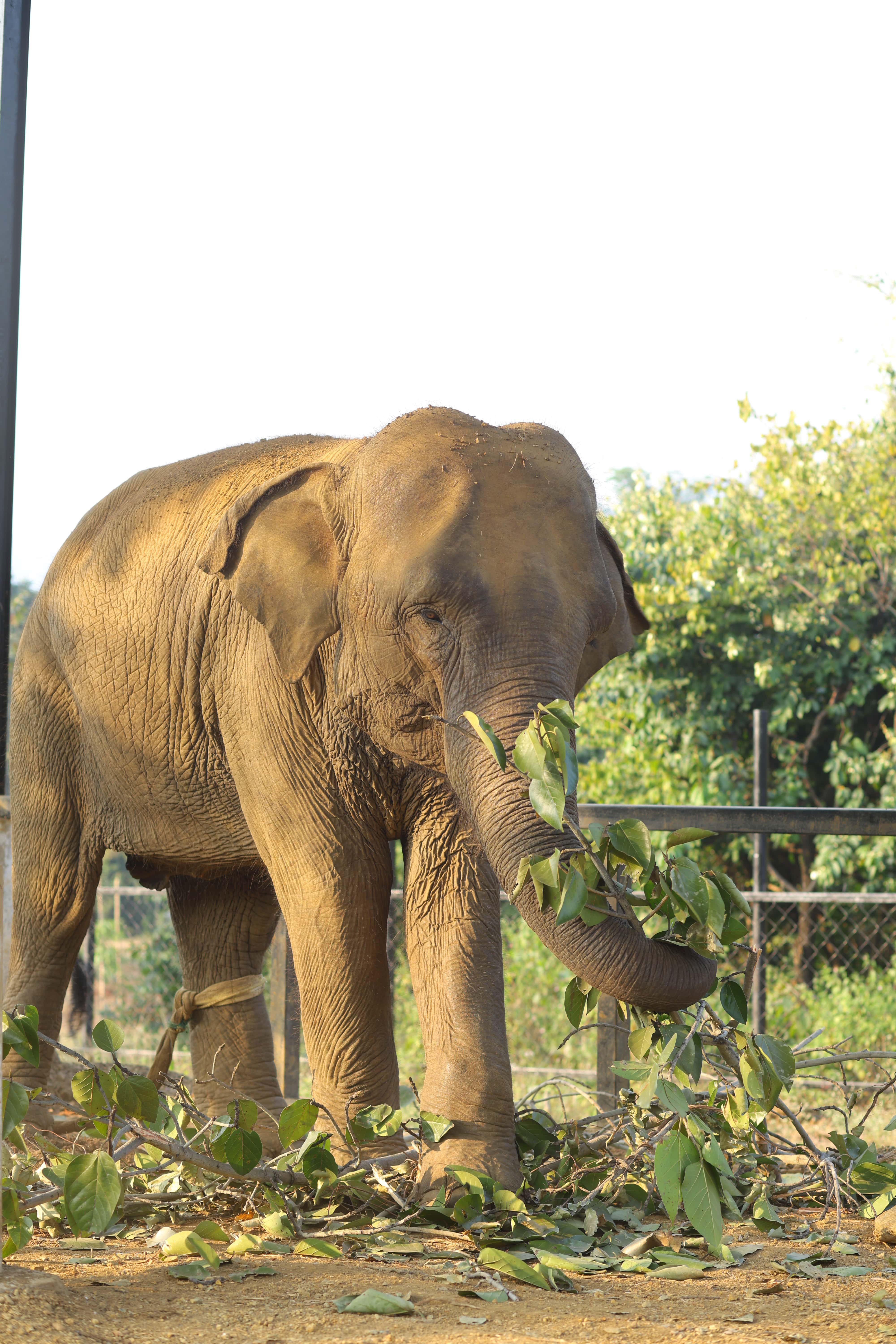 Elephant Rajni